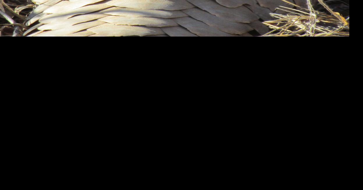 TIPS FROM THE POSSE: Meet the gentle and endangered Pangolin, a living ...