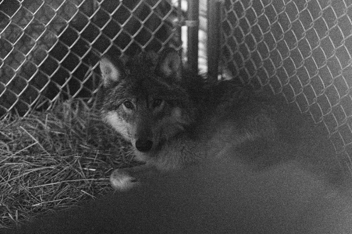 Feds backed Colorado’s plan to get Canadian wolves before abrupt shift ...