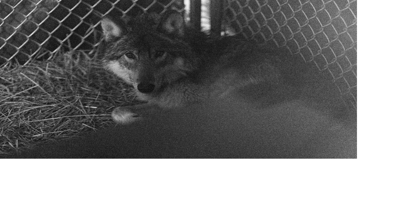 Feds backed Colorado’s plan to get Canadian wolves before abrupt shift ...