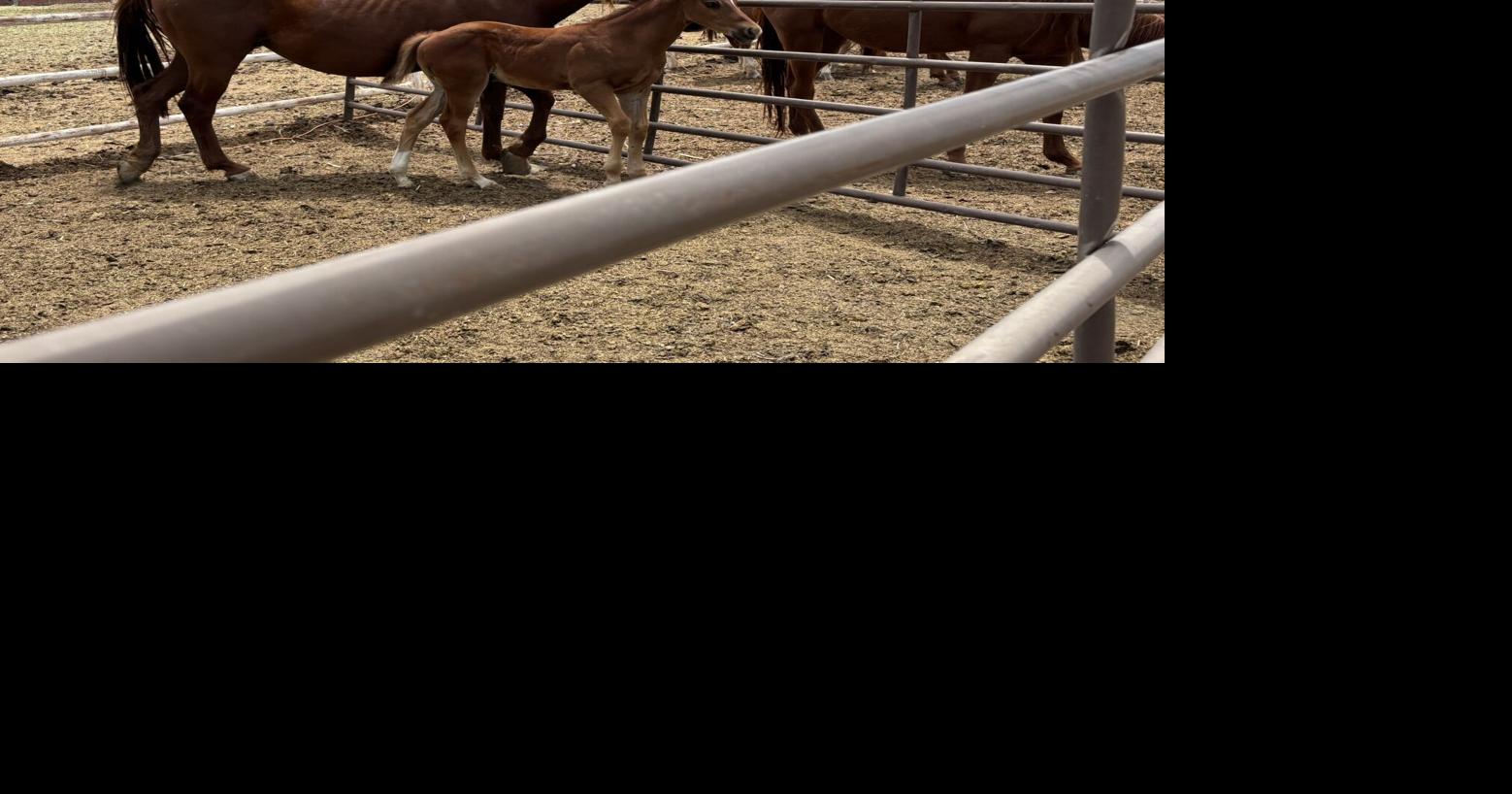 County, state seize 84 animals in cruelty investigation; owner in civil ...