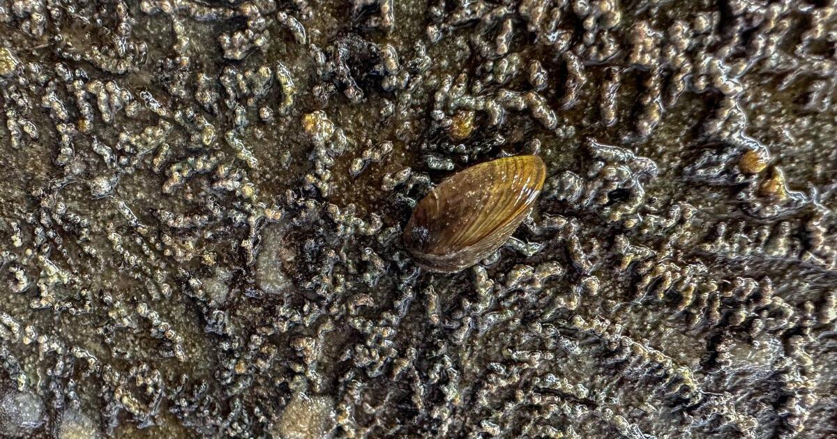 CPW continues fight against aquatic nuisance species in Colorado’s ...