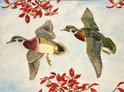 Junior Duck Stamp art competition open | News | montrosepress.com