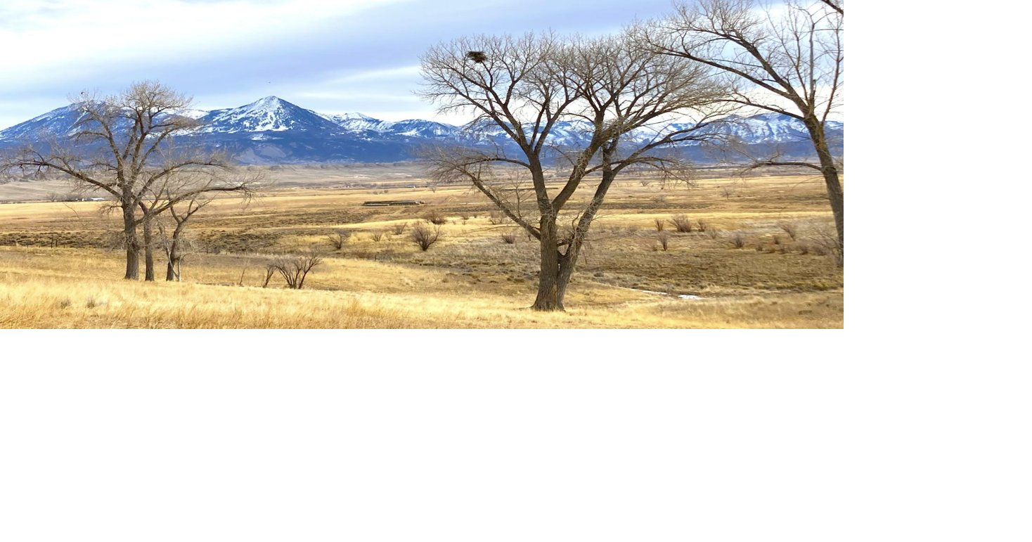 ZAENGER: The Red-tailed Hawk and Stewardship | Outdoors | montrosepress.com
