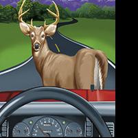 Car vs animals spur changes | Local News Stories | montrosepress.com