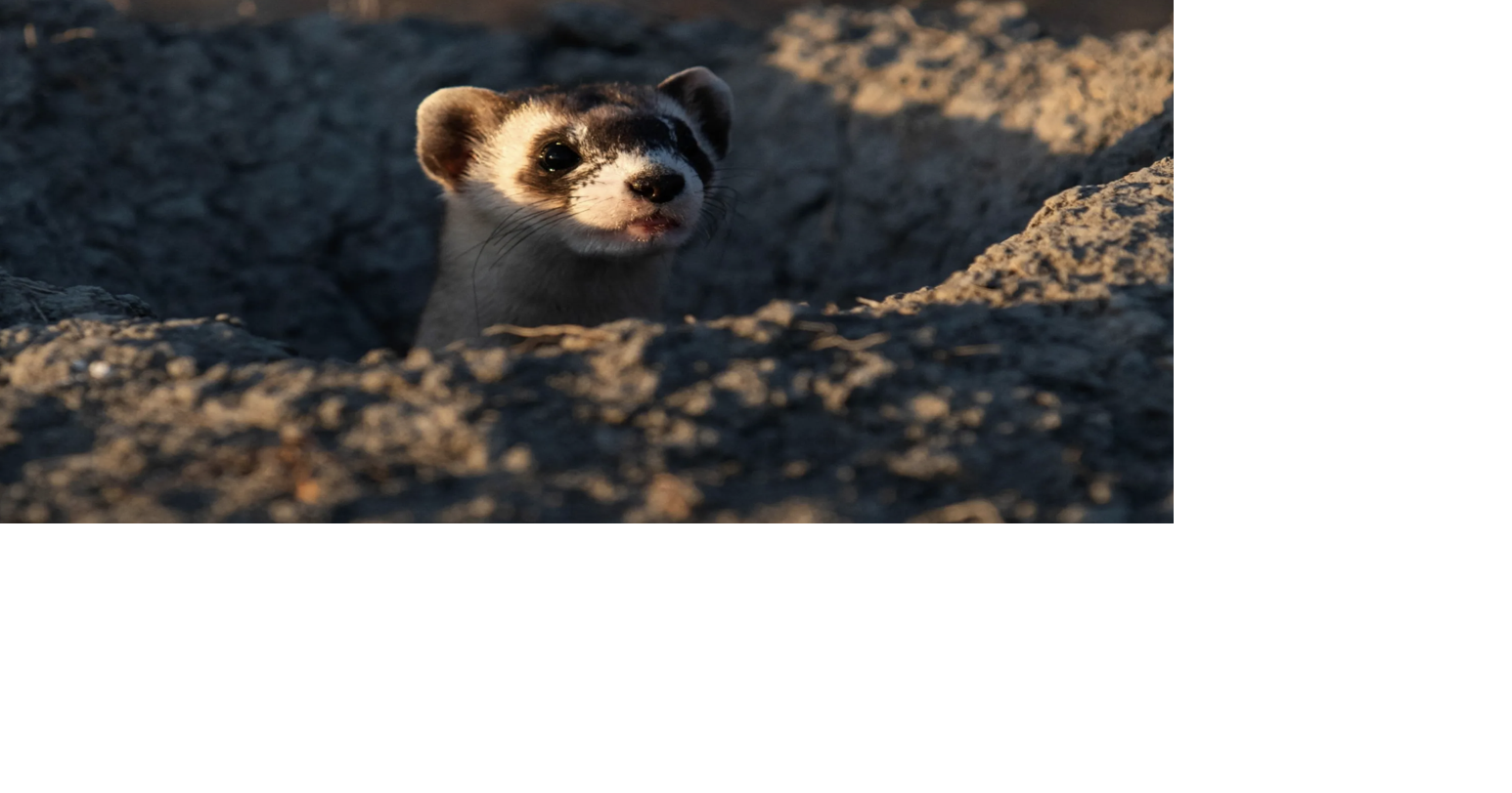 DOGE firings rattle Colorado ferret program as populations are on the mend | Local News Stories ...