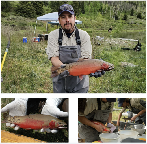 Decades of work keeps Rio Grande cutthroat trout off Endangered Species ...