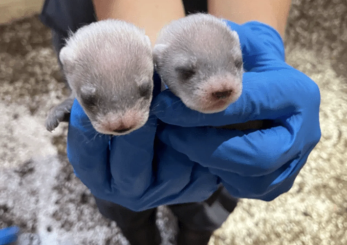 DOGE firings rattle Colorado ferret program as populations are on the mend | Local News Stories ...