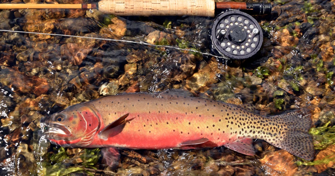 Decades of work keeps Rio Grande cutthroat trout off Endangered Species ...