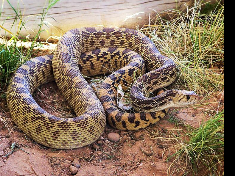 A Story About the Lovable Bullsnake | Outdoors | montrosepress.com