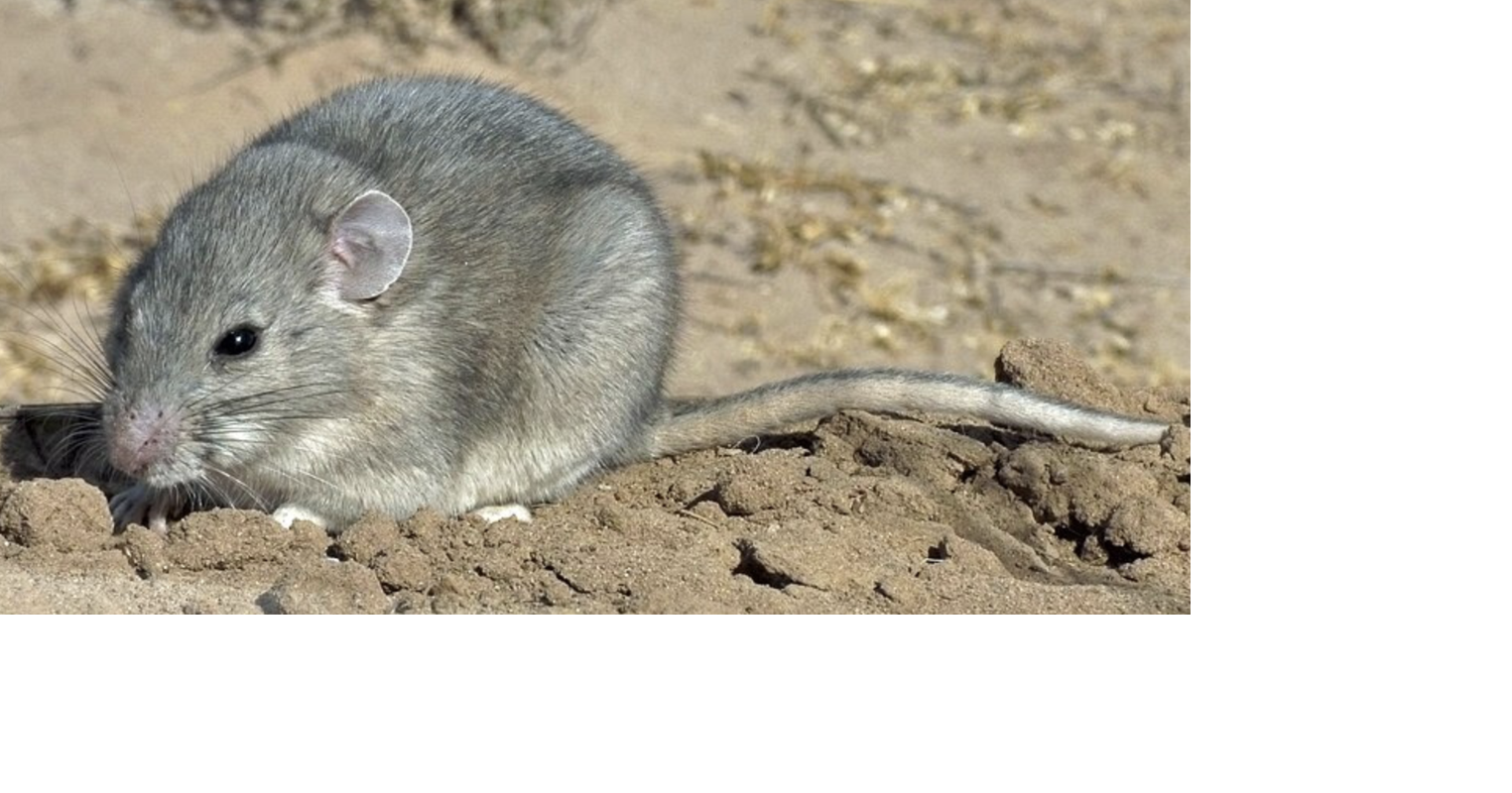 TIPS FROM THE POSSE: Pack Rats | Outdoors | montrosepress.com