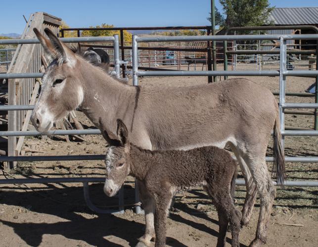 COLUMN: Lisa Perry talks Black Mountain burros, the ranch where she ...