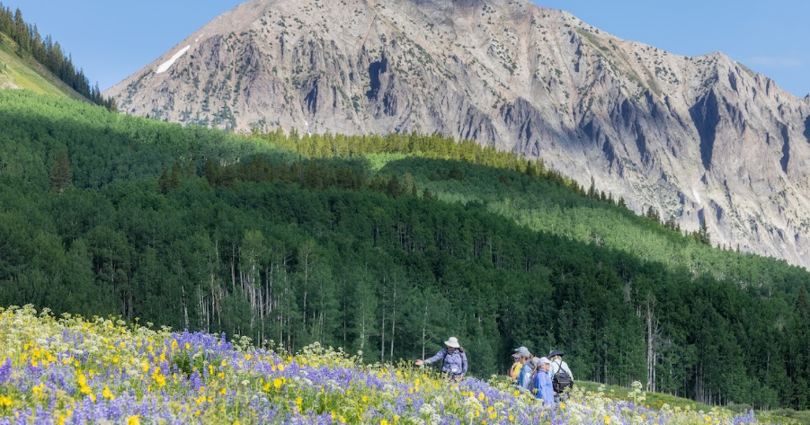 Feel like frolicking?: The coolest Crested Butte Wildflower Festival ...