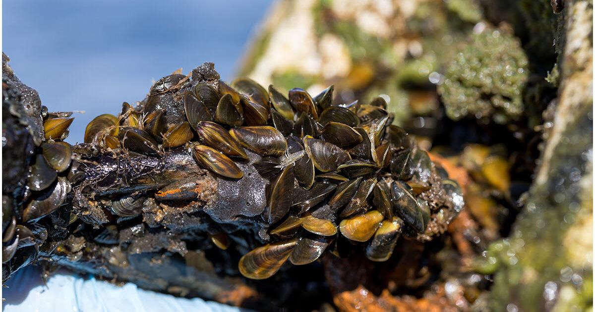 Colorado Parks and Wildlife assigns temporary aquatic nuisance species ...