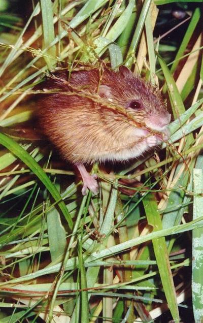OUTDOORS: The jumping mouse is a rare breed | Outdoors | montrosepress.com