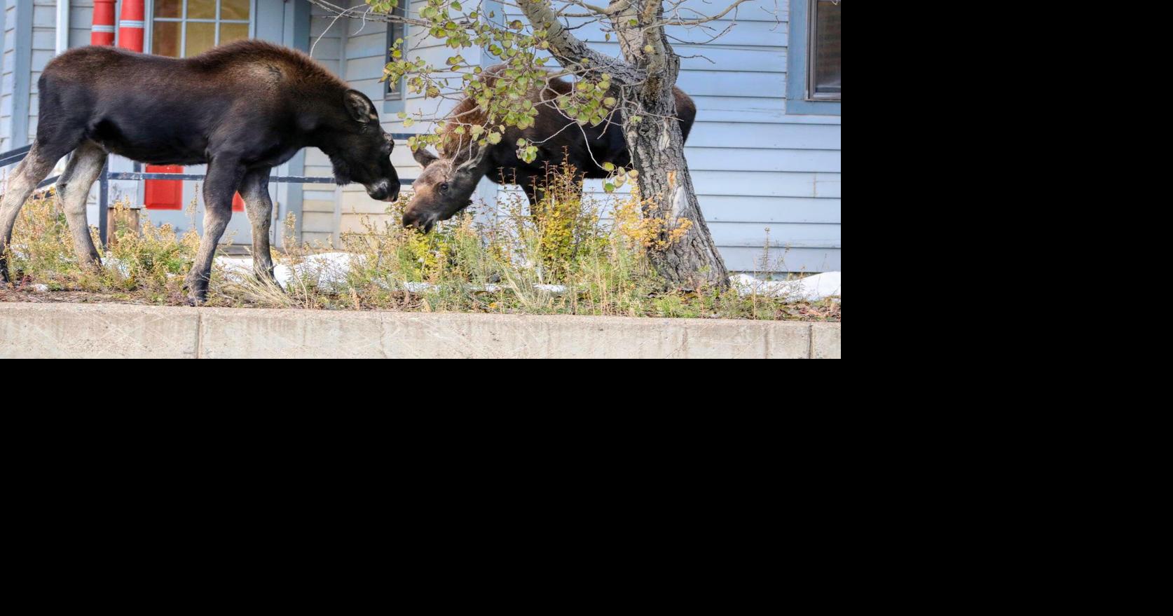 Silverton’s resident moose calves prompt reminder: Give them space ...