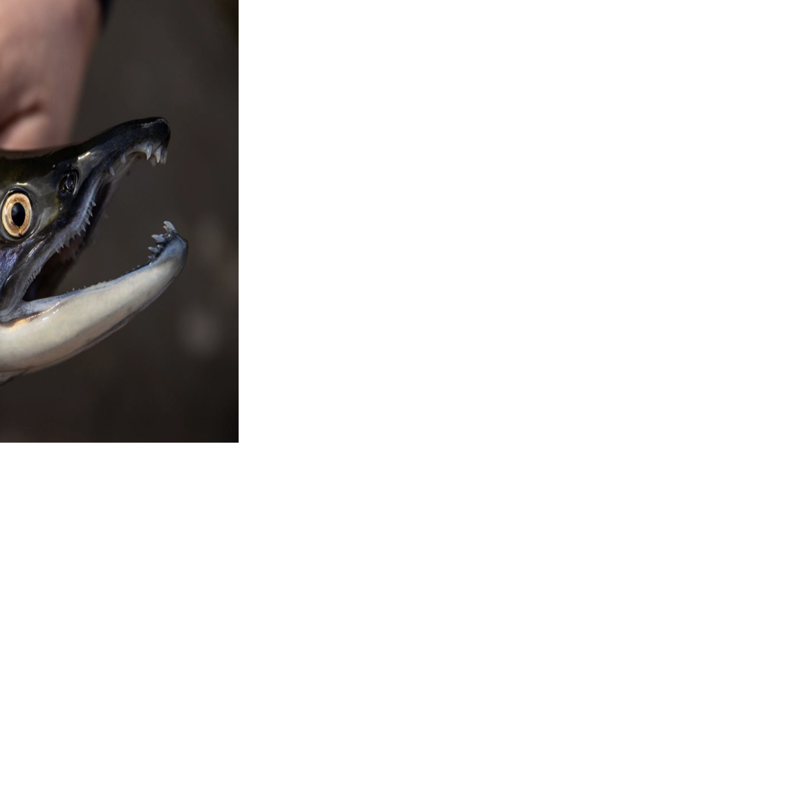 Colorado Parks and Wildlife employees honored with Western Regional ...