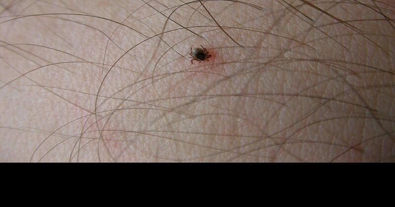 OUTDOORS: Watch out for the tricky tick | Outdoors | montrosepress.com