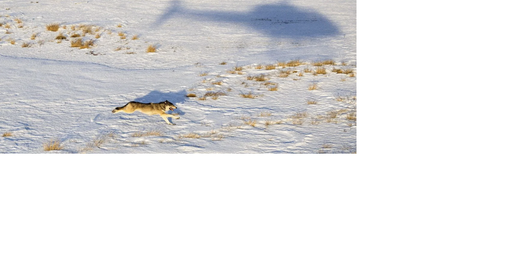 Another gray wolf relocated to Colorado has died, bringing the total to ...