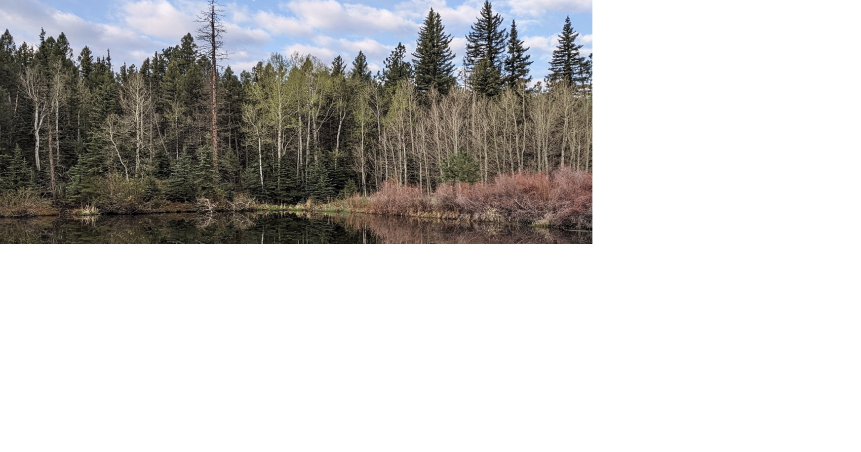 OPINION: Fix Our Forests Act would destroy forests without protecting ...