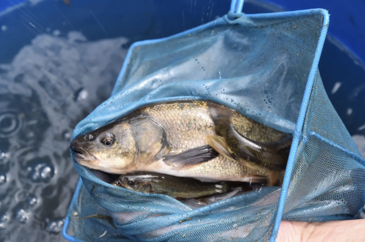 Rio Grande fish dodge endangered list but could still lose third of ...