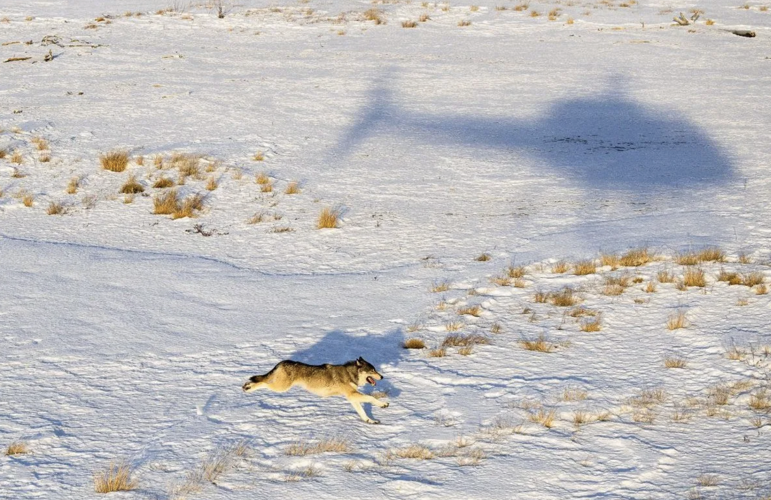 Amid 10 dead wolves and federal interference, Colorado’s wolf ...
