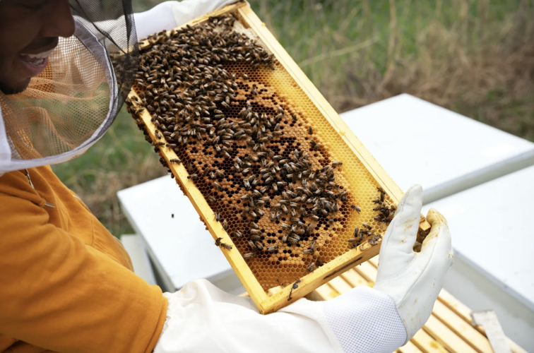 Meet Dr. Sammy, the Colorado researcher trying to fend off the next ...