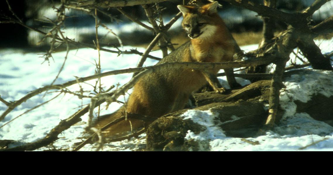 Canine distemper in La Plata County gray fox prompts advisory from ...
