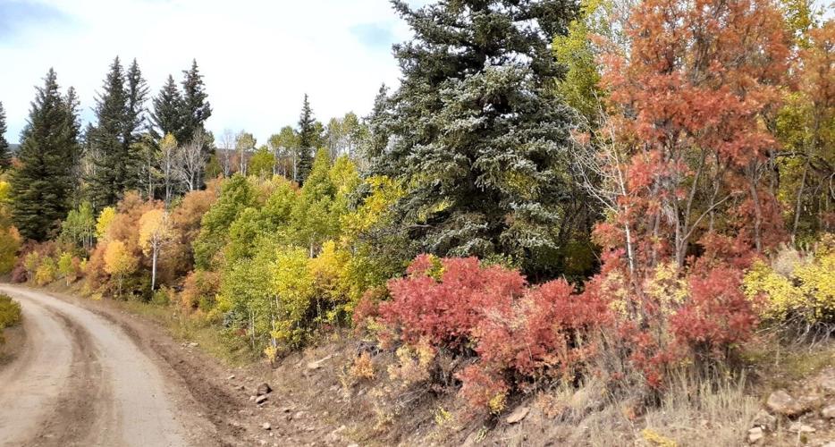 PHOTO GALLERY: Community photos October 2 | | montrosepress.com