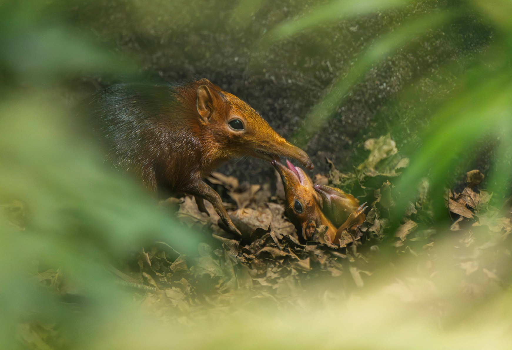 Zoo welcomes first-ever elephant shrew babies | National | moorenews.com