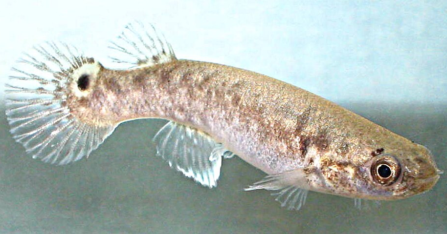 Research shows magic mushrooms make fish lazier and less aggressive ...