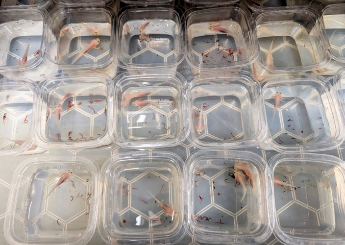 Thousands of axolotls abandoned after Minecraft, Fortnite boom ...