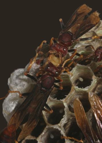 Study finds worker wasps keep colony running while others fight for ...
