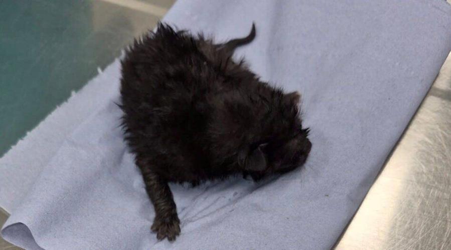 Trapped two-day-old kitten rescued from inside police car engine ...