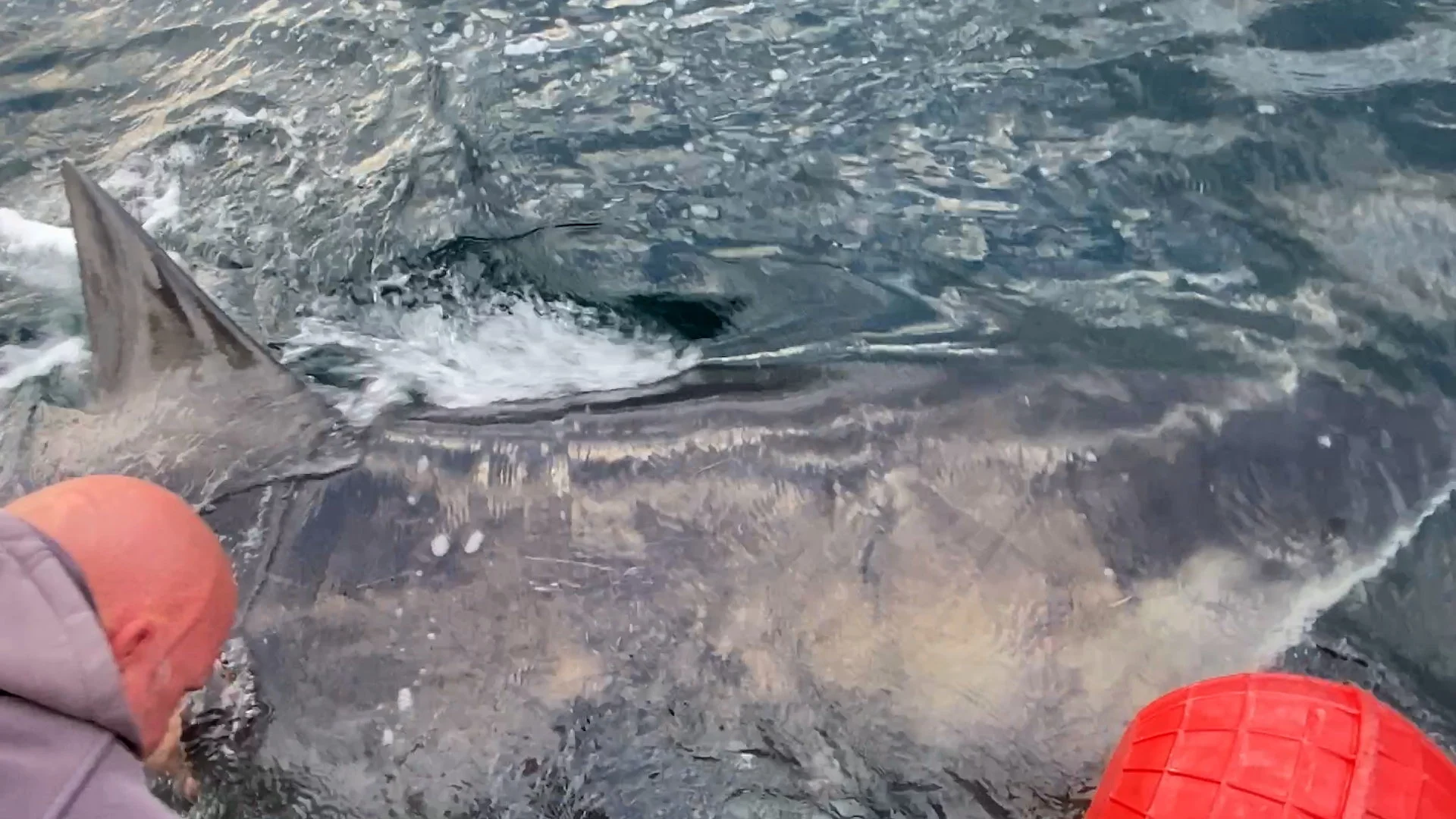 Massive great white shark rivals largest ever as it cruises near New ...