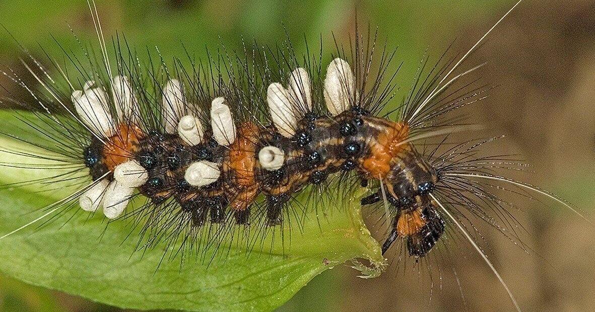 Are there 14 million more insect species than previously thought ...