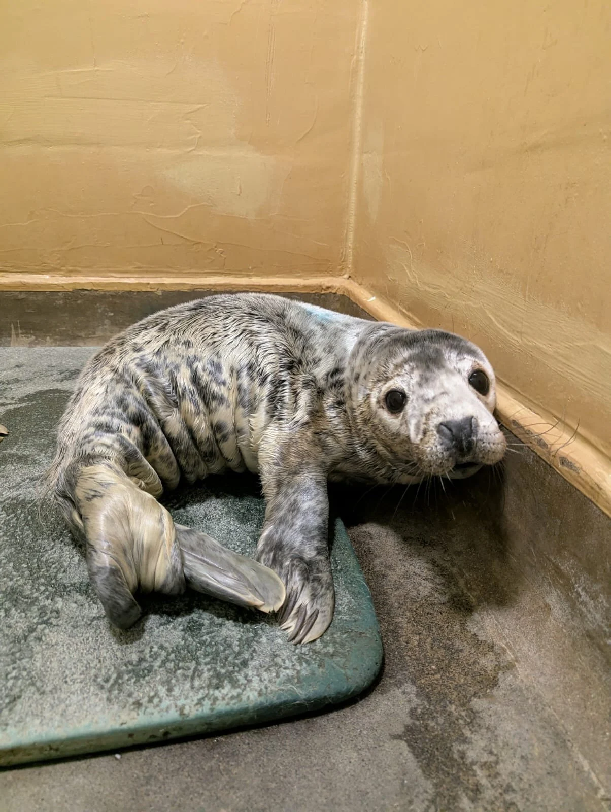 Postman rescues baby seal found outside front door | National ...