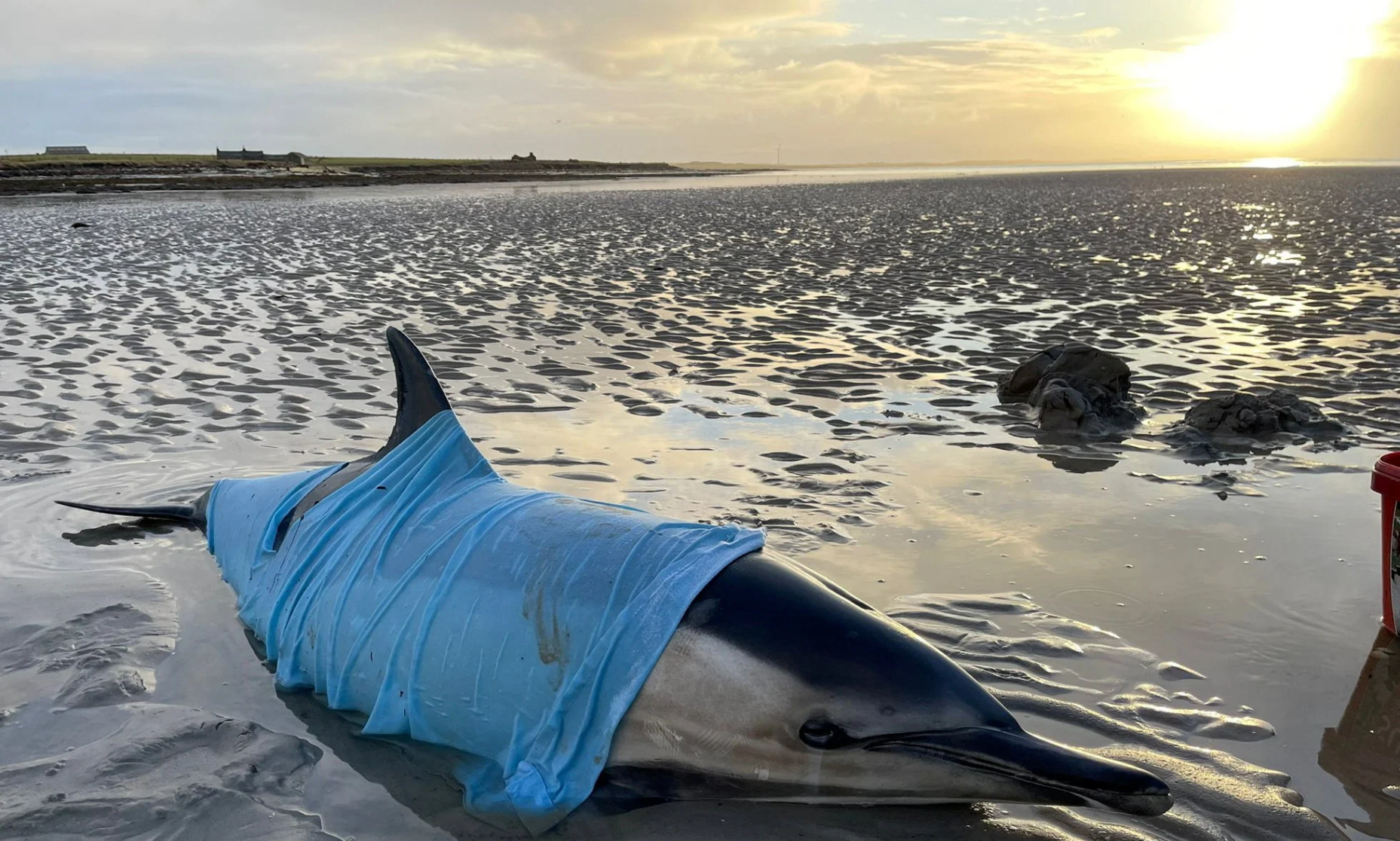 Marine experts rush to save six dolphins stranded alive on beach ...