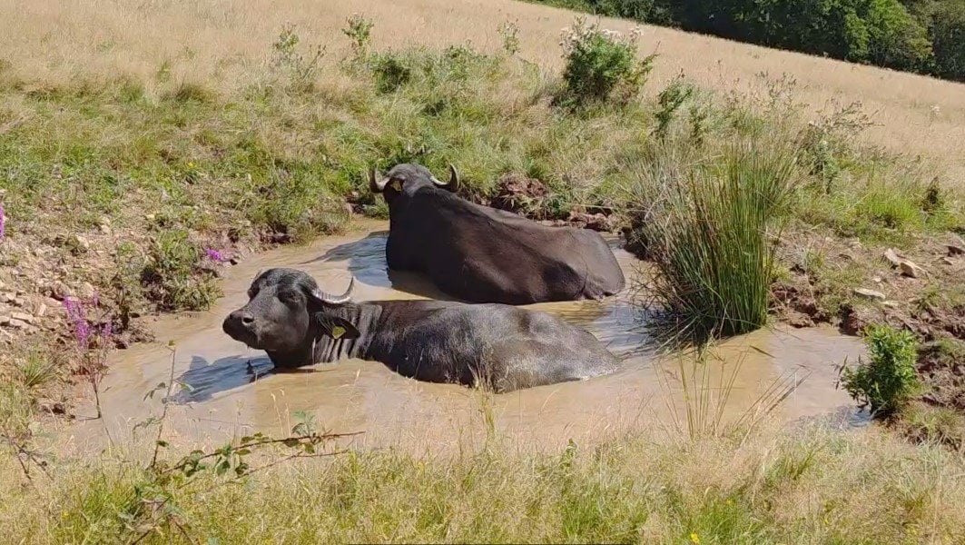 Water buffalo being used in ‘experiment’ to restore biodiversity ...