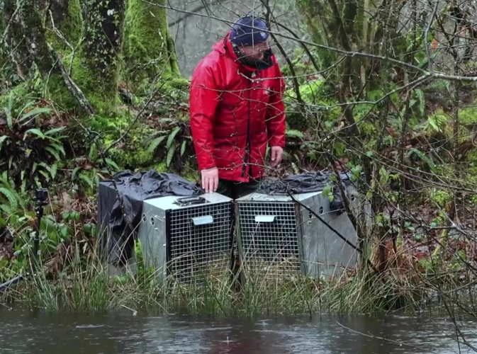 Wild beavers return to the UK for first time in 400 years | National ...