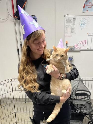 Cat attacked by coyote celebrates surviving with a party | National ...