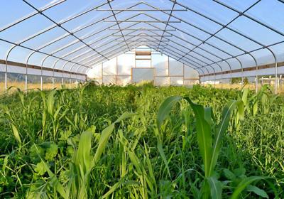 High tunnels provide more locally grown fresh fruits, veggies | News ...