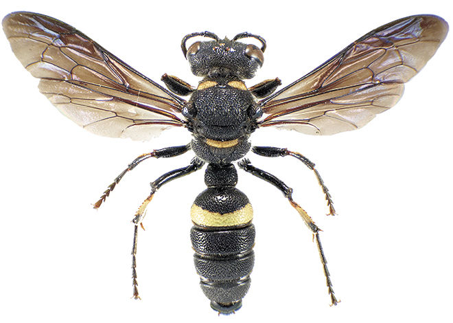 Wasp Watchers monitor ash borer spread | News | moraminn.com