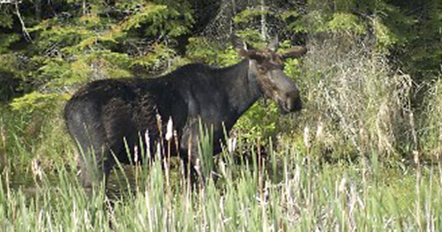 Wolves might help moose avoid a deadly parasite | News | moraminn.com