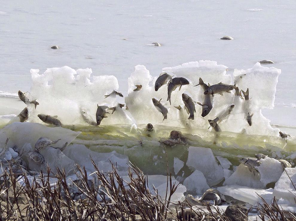 A 4-foot wall of frozen fish photographed in South Dakota | Columns ...