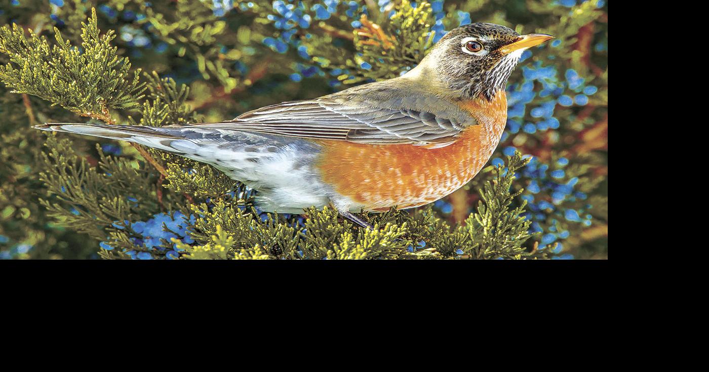 Clean birdhouses now as bluebirds, robins arrive | News | moraminn.com