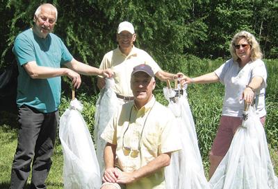 ‘Operation Beetle’ project to battle invasive plant | | moraminn.com