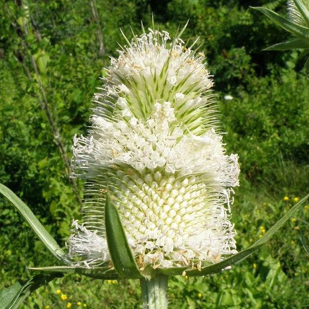 Cutleaf teasel named invasive species | News | moraminn.com