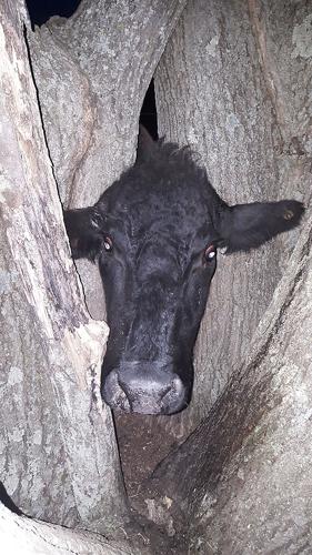 From our neighbors to the north: There's a cow stuck in a tree | News ...