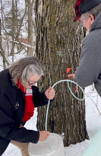 On tap: Public invited to annual maple tree tapping event at Sapsucker ...