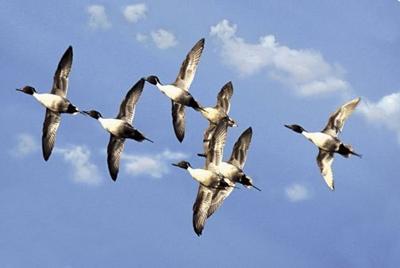 Valley makes a perfect pathway for migrating birds | | moraminn.com